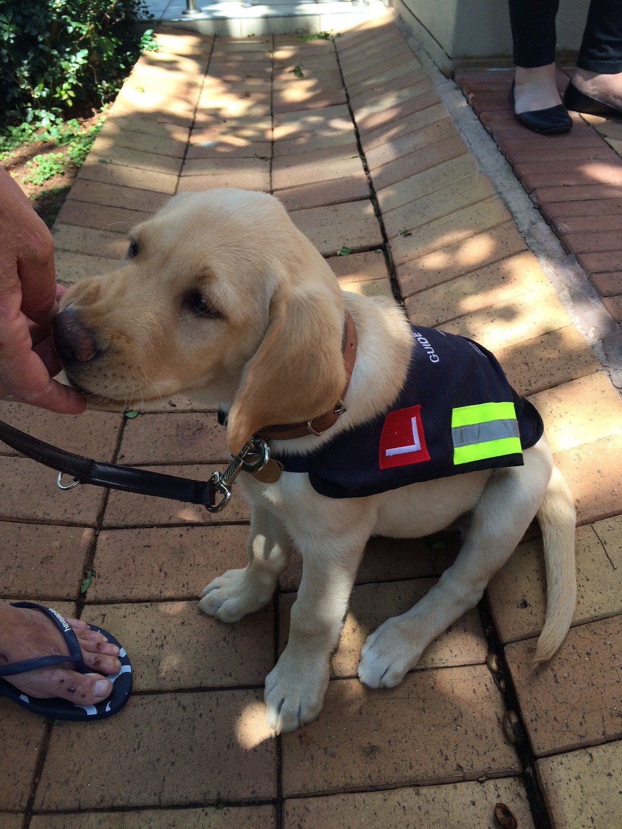 Guide Dogs Association of South Africa – DJA Aviation